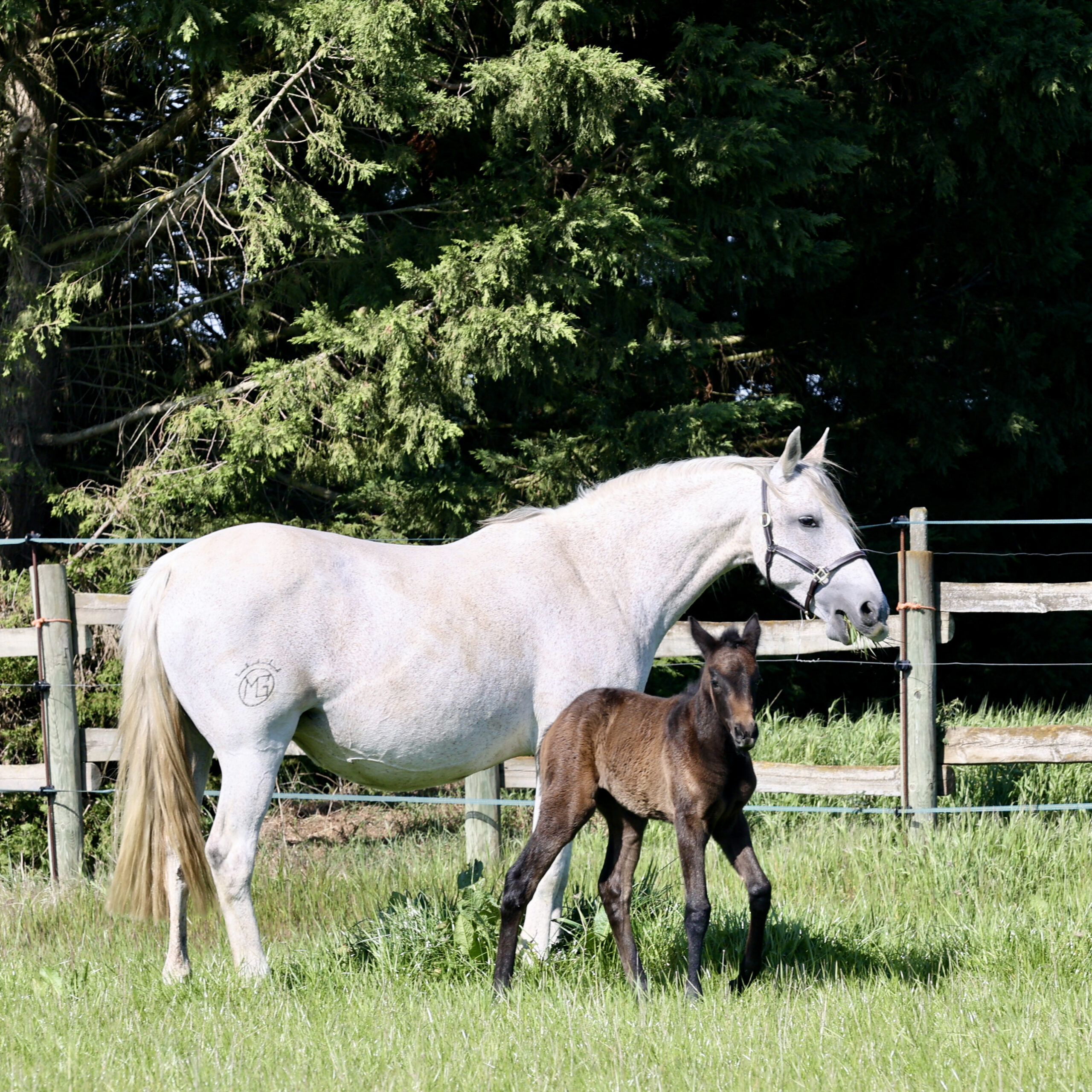 Adelite_Leyenda du Corval – Chevaux du Corval, Elevage de Chevaux de ...