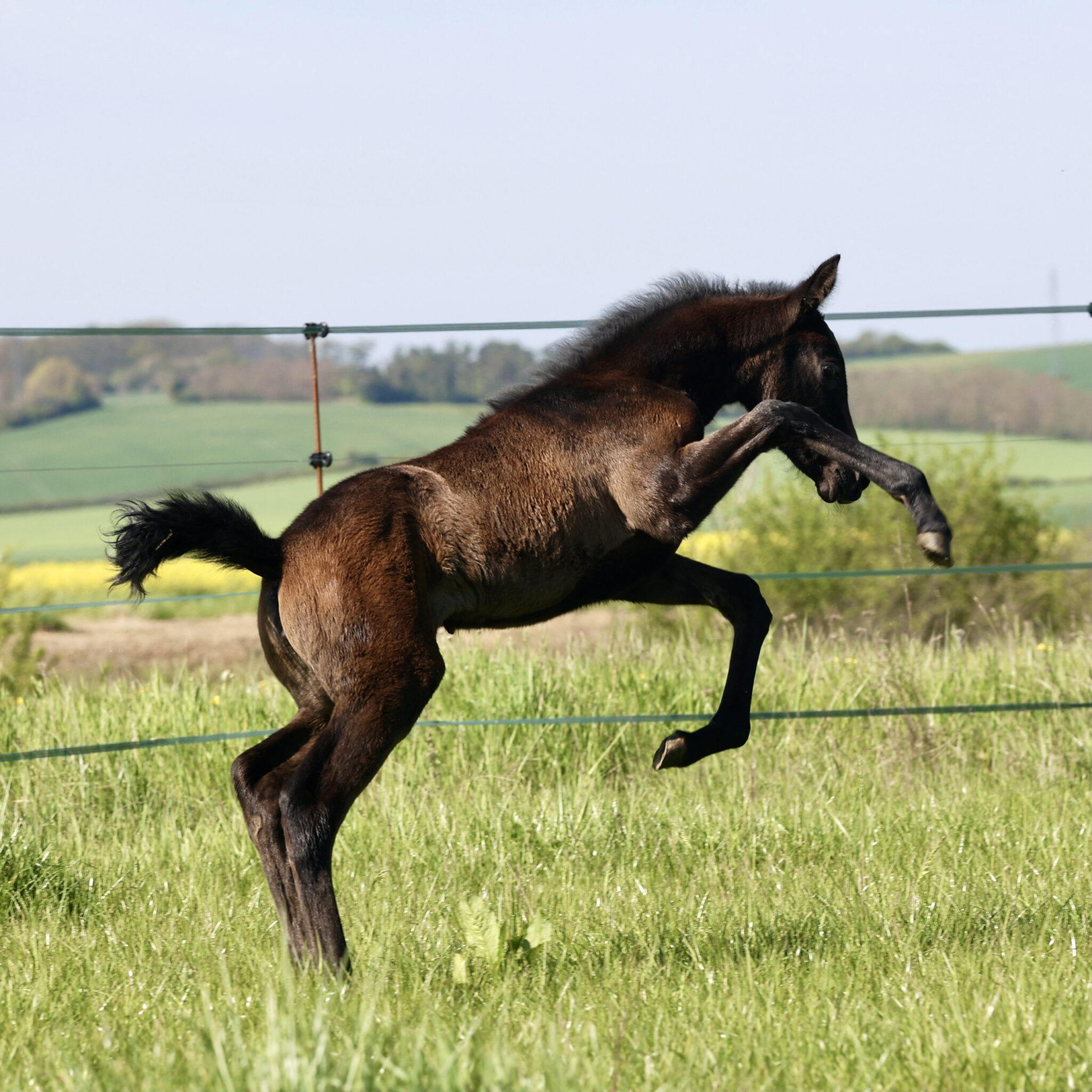 Leyenda du Corval – Chevaux du Corval, Elevage de Chevaux de Pure Race ...