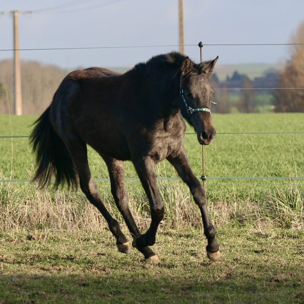 Adelite_Leyenda du Corval – Chevaux du Corval, Elevage de Chevaux de ...