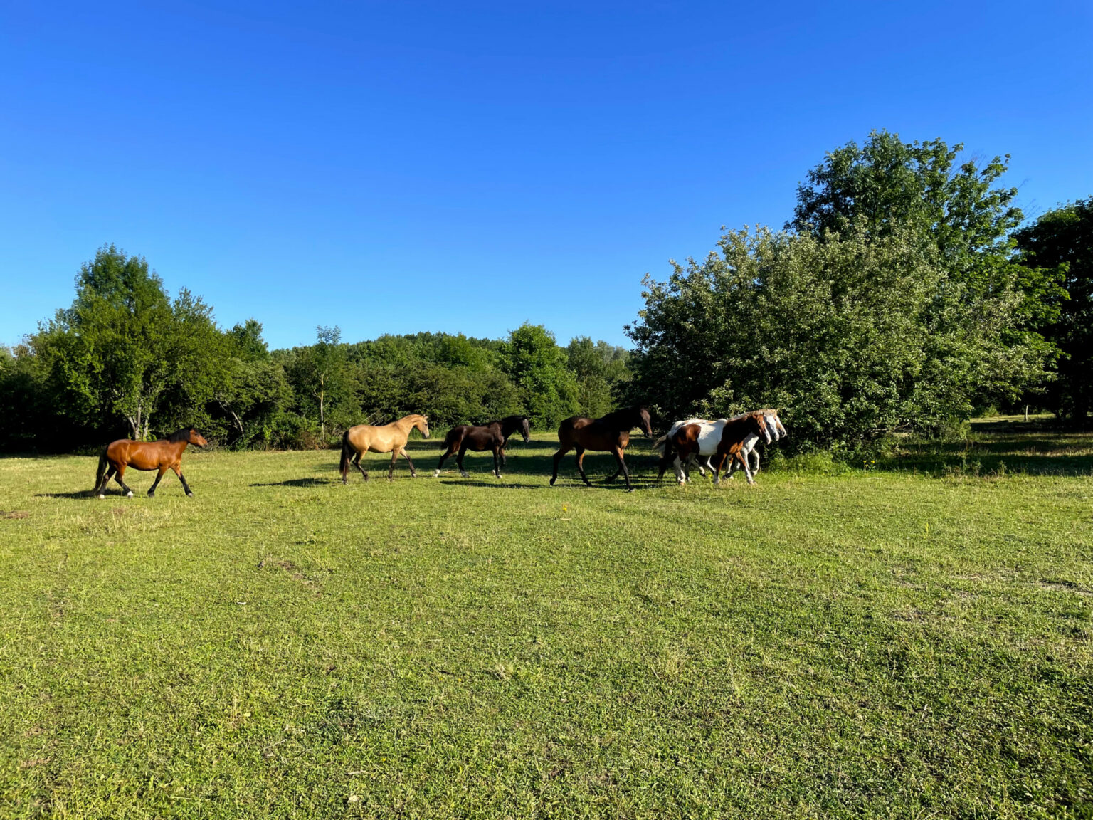 Les installations – Chevaux du Corval, Elevage de Chevaux de Pure Race ...