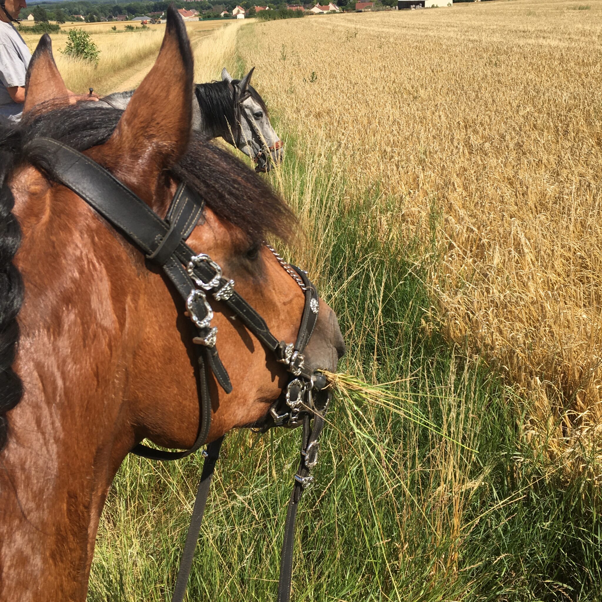 Le PRE – Chevaux du Corval, Elevage de Chevaux de Pure Race Espagnole